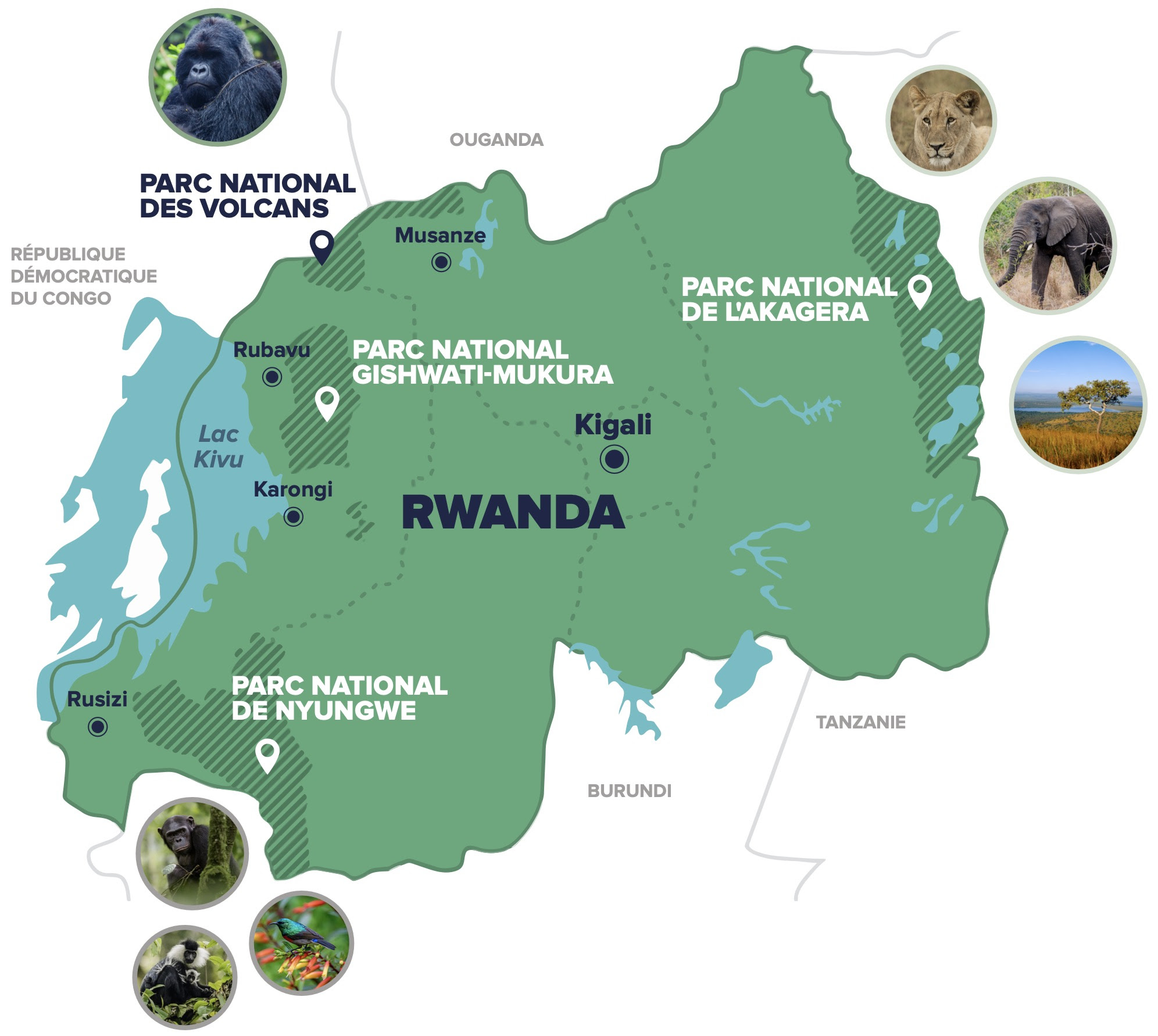 Découvrez les quatre parcs nationaux incontournables du Rwanda ...