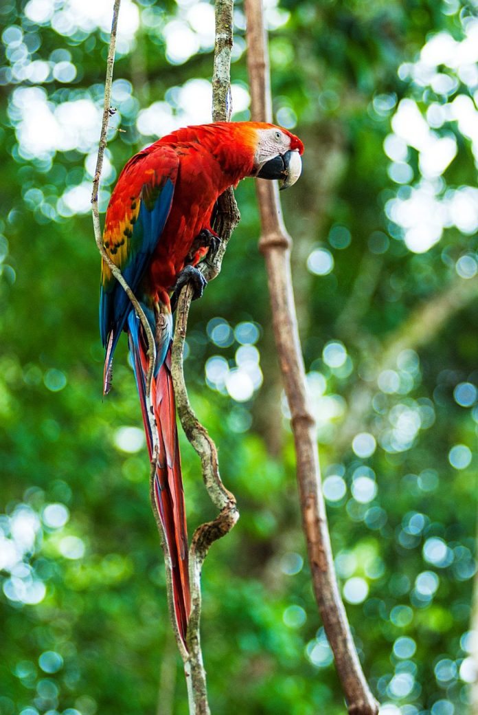 Amazonie péruvienne: découvrez la réserve nationale de Tambopata ...